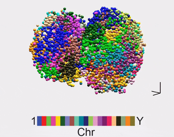 Genome sequencing directly in the cell | Harvard Stem Cell Institute (HSCI)